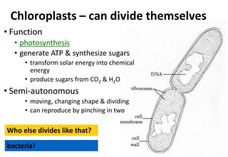 Chloroplast | PPTX