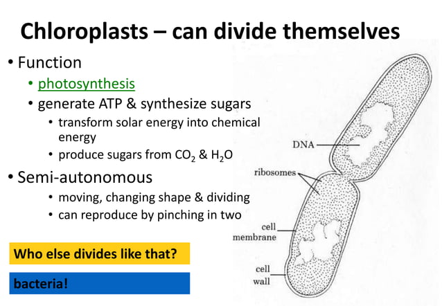Chloroplast | PPTX | Biological Sciences | Science