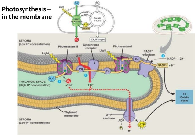 Chloroplast Structure And Function Masteringbiology Cytosol