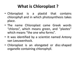 Chloroplast | PPTX