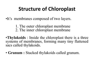Chloroplast | PPTX