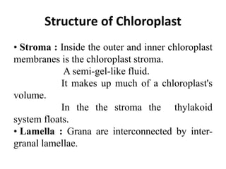 Chloroplast | PPTX