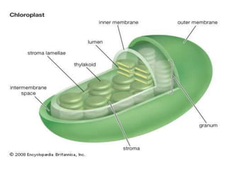 Chloroplast | PPTX