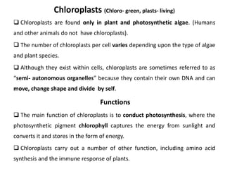 Chloroplast Function