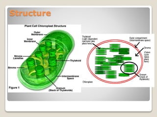 Chloroplast | PPT