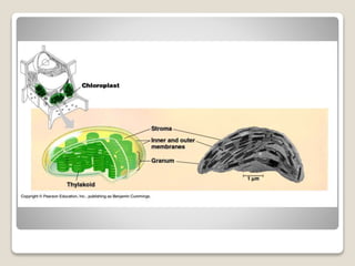 Chloroplast | PPT