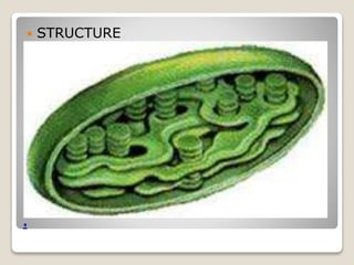 Chloroplast | PPT