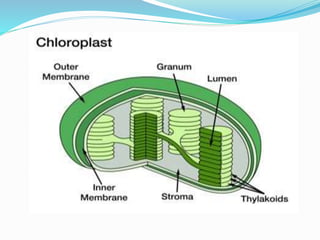 Chloroplast | PPT