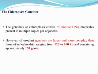 Chloroplast | PPT