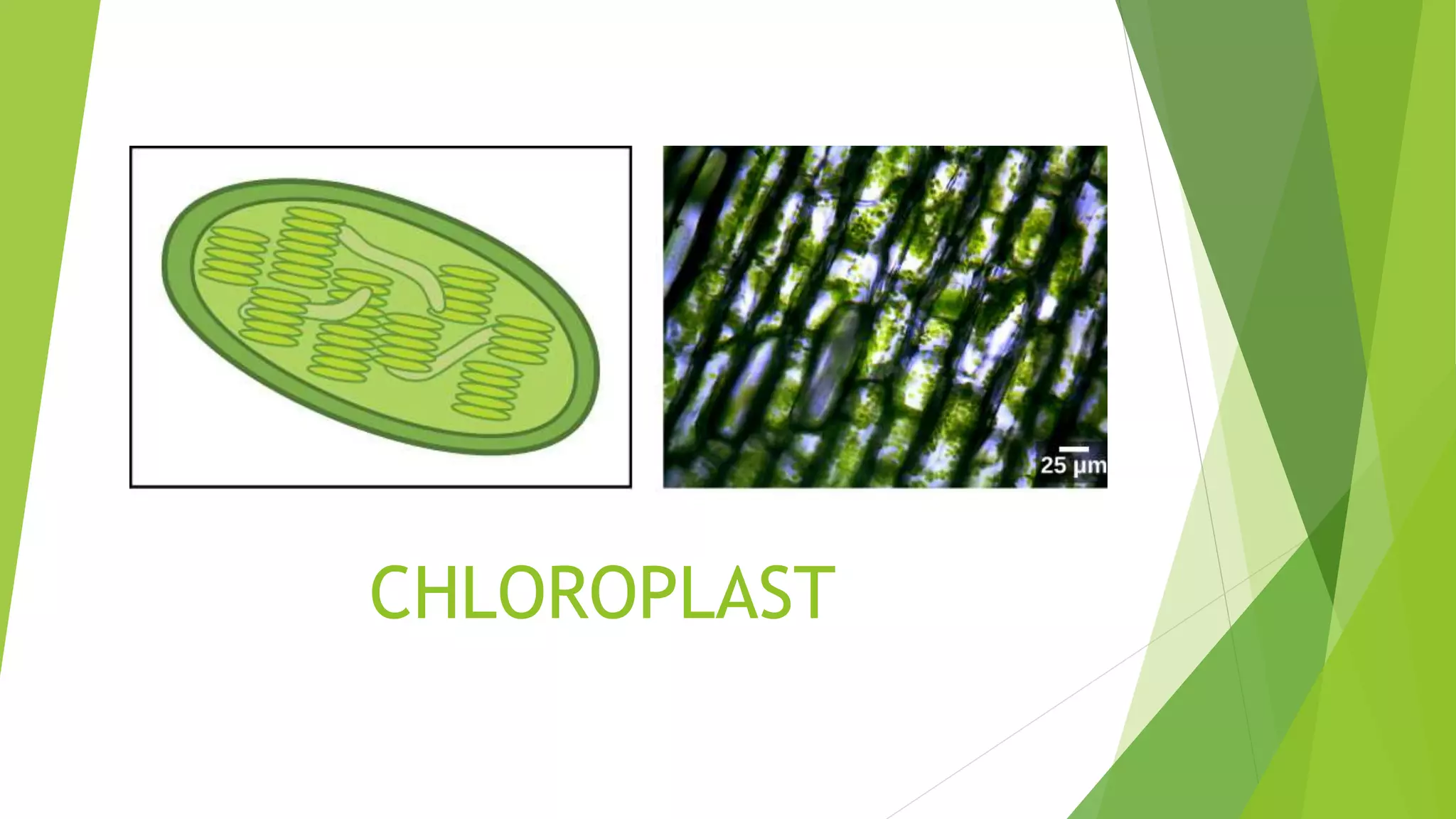 Chloroplast.pptx