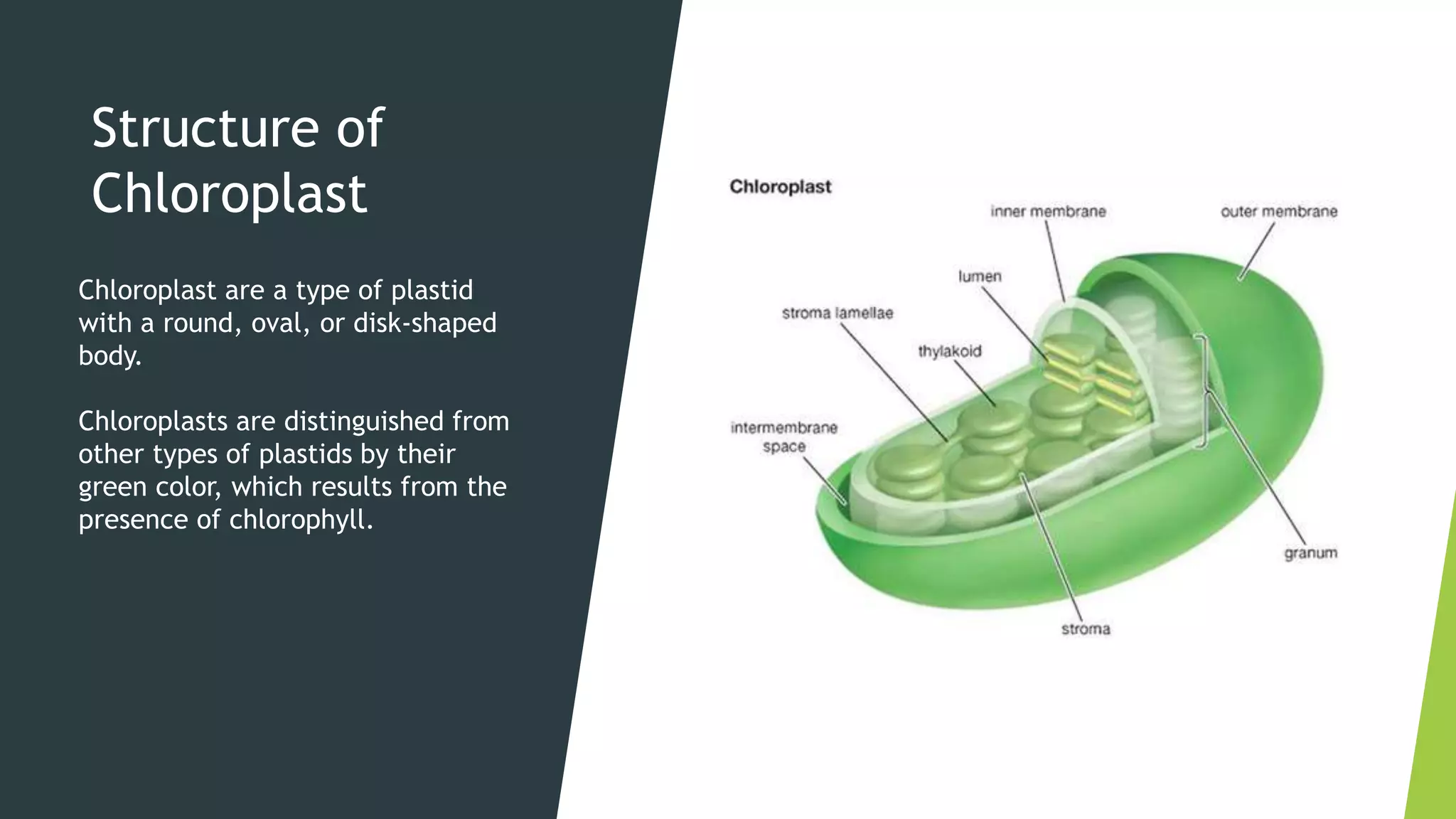 Chloroplast.pptx