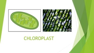 Chloroplast.pptx
