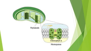 Chloroplast.pptx
