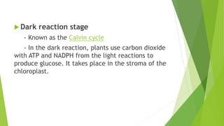 Chloroplast.pptx