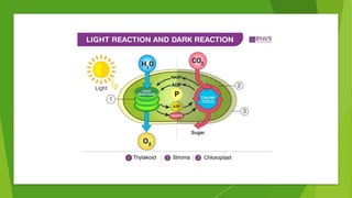 Chloroplast.pptx