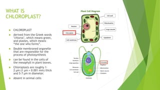 Chloroplast.pptx