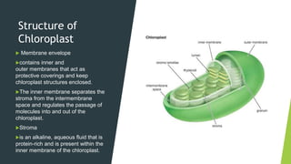 Chloroplast.pptx