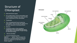 Chloroplast.pptx