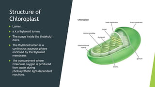 Chloroplast.pptx