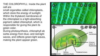 CHLOROPLAST.pptx
