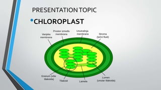 chloroplast.pptx