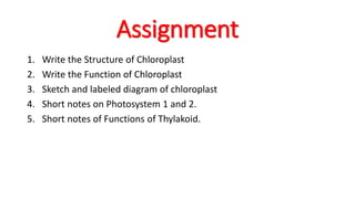 Chloroplast.pptx