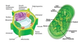 Chloroplast.pptx