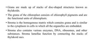Chloroplast.pptx