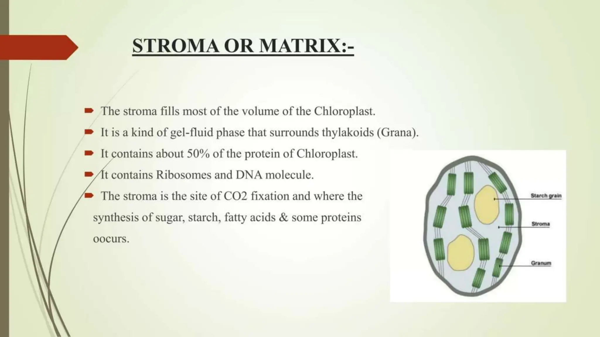 Chloroplast_structure_function_evolution | PPTX