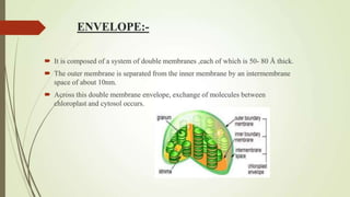 Chloroplast_structure_function_evolution | PPT
