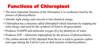 Chloroplast_structure_function_evolution | PPT