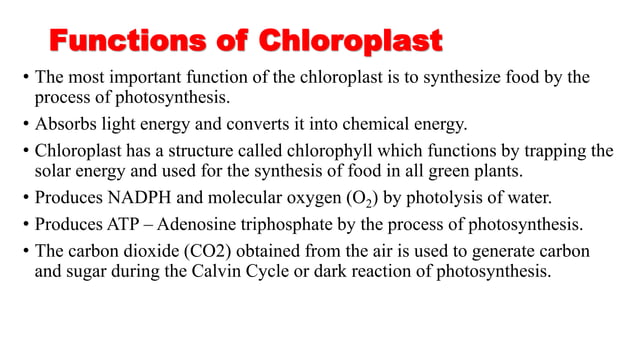 Chloroplast_structure_function_evolution | PPT