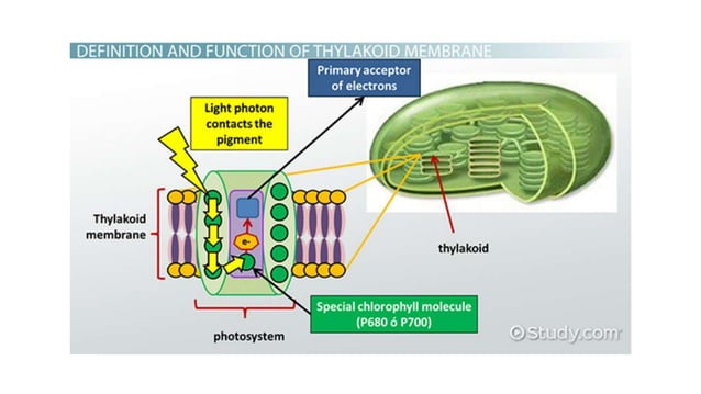 Chloroplast_structure_function_evolution | PPT
