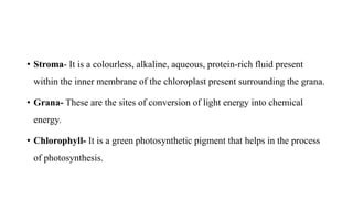 Chloroplast_structure_function_evolution | PPTX