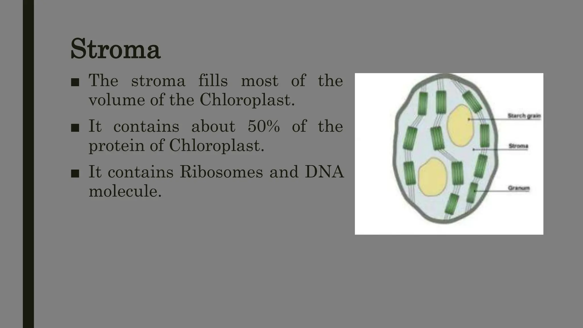 chloroplast in plant cell....................... | PPTX