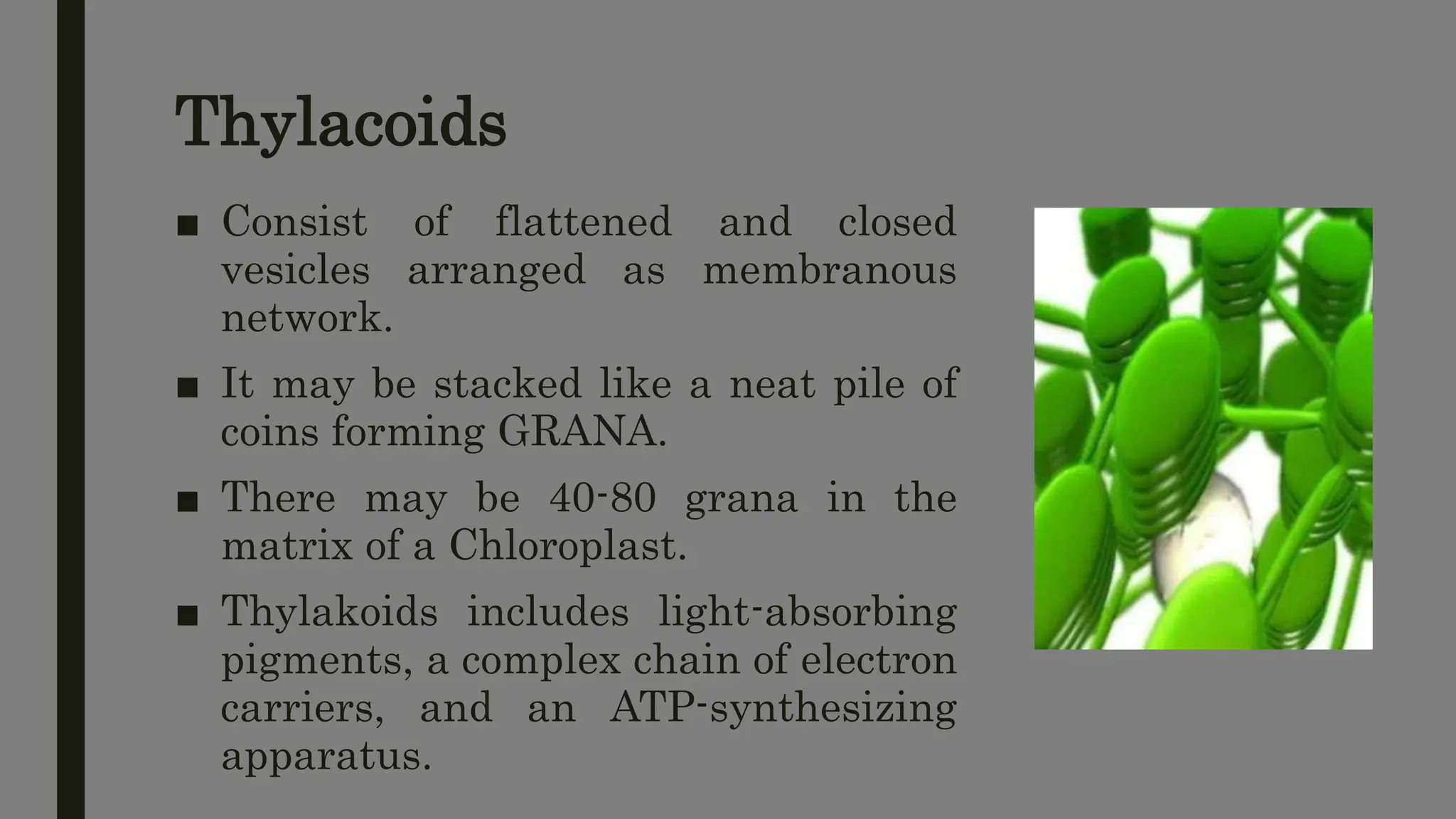 chloroplast in plant cell....................... | PPTX
