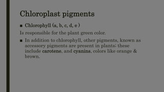 chloroplast in plant cell....................... | PPTX