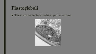 chloroplast in plant cell....................... | PPTX