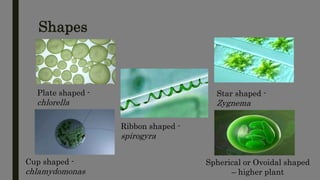 chloroplast in plant cell....................... | PPTX