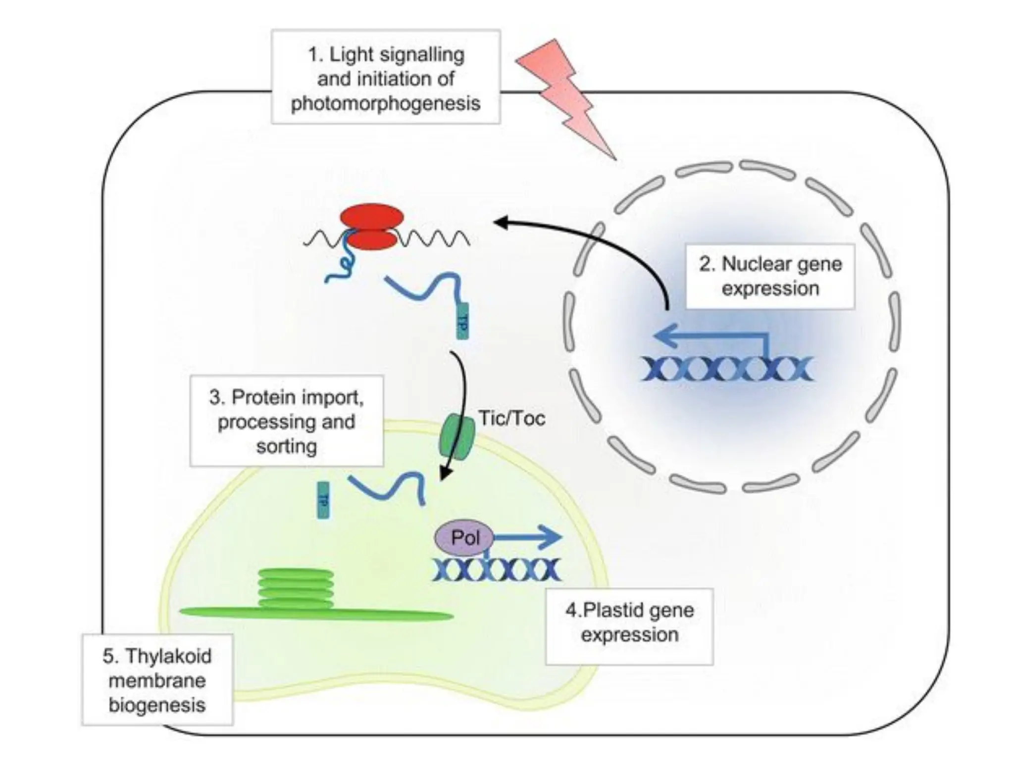 Chloroplast Cell Organelle Plastidpdf 1992