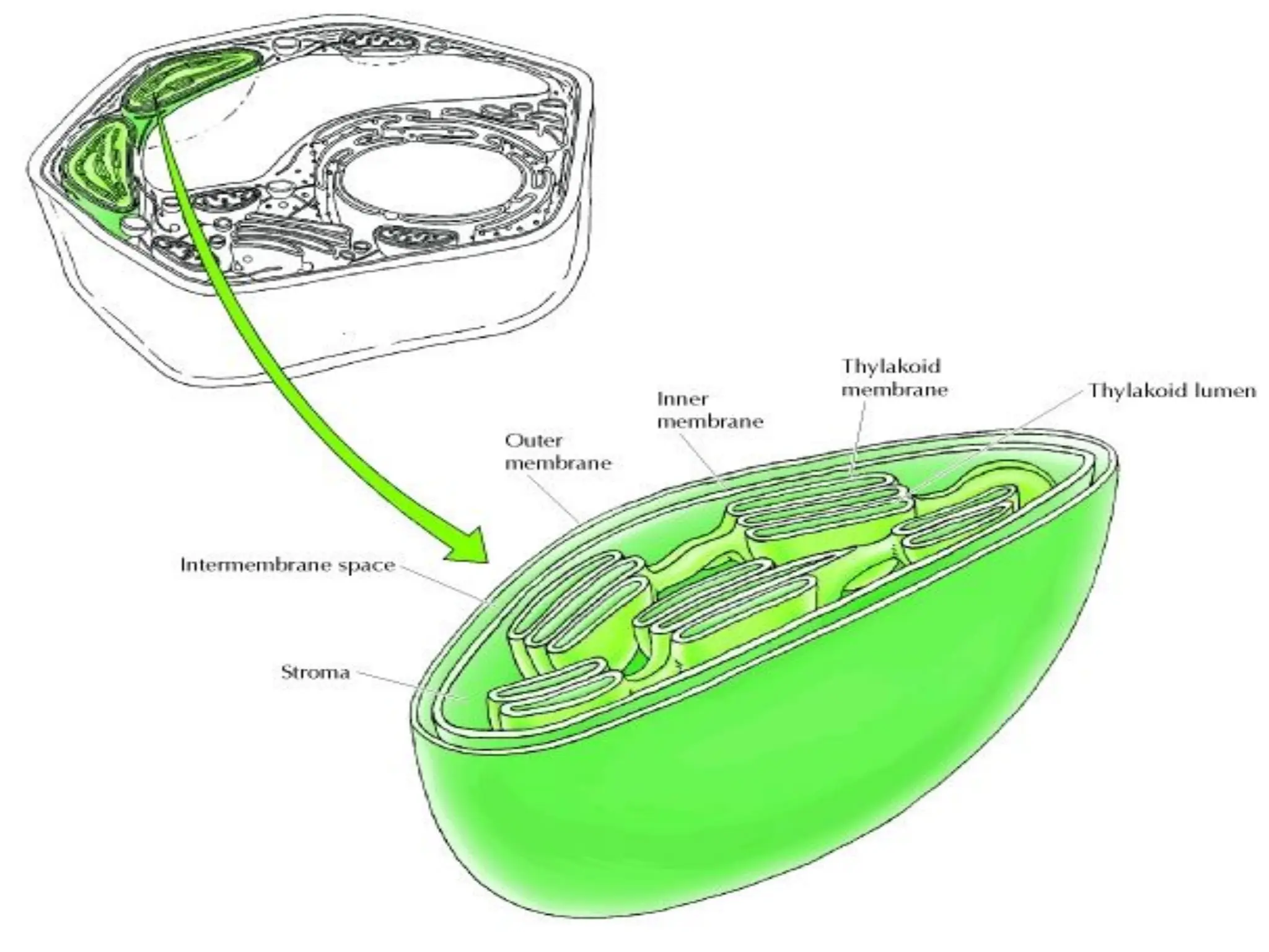 CHLOROPLAST CELL ORGANELLE PLASTID.pdf