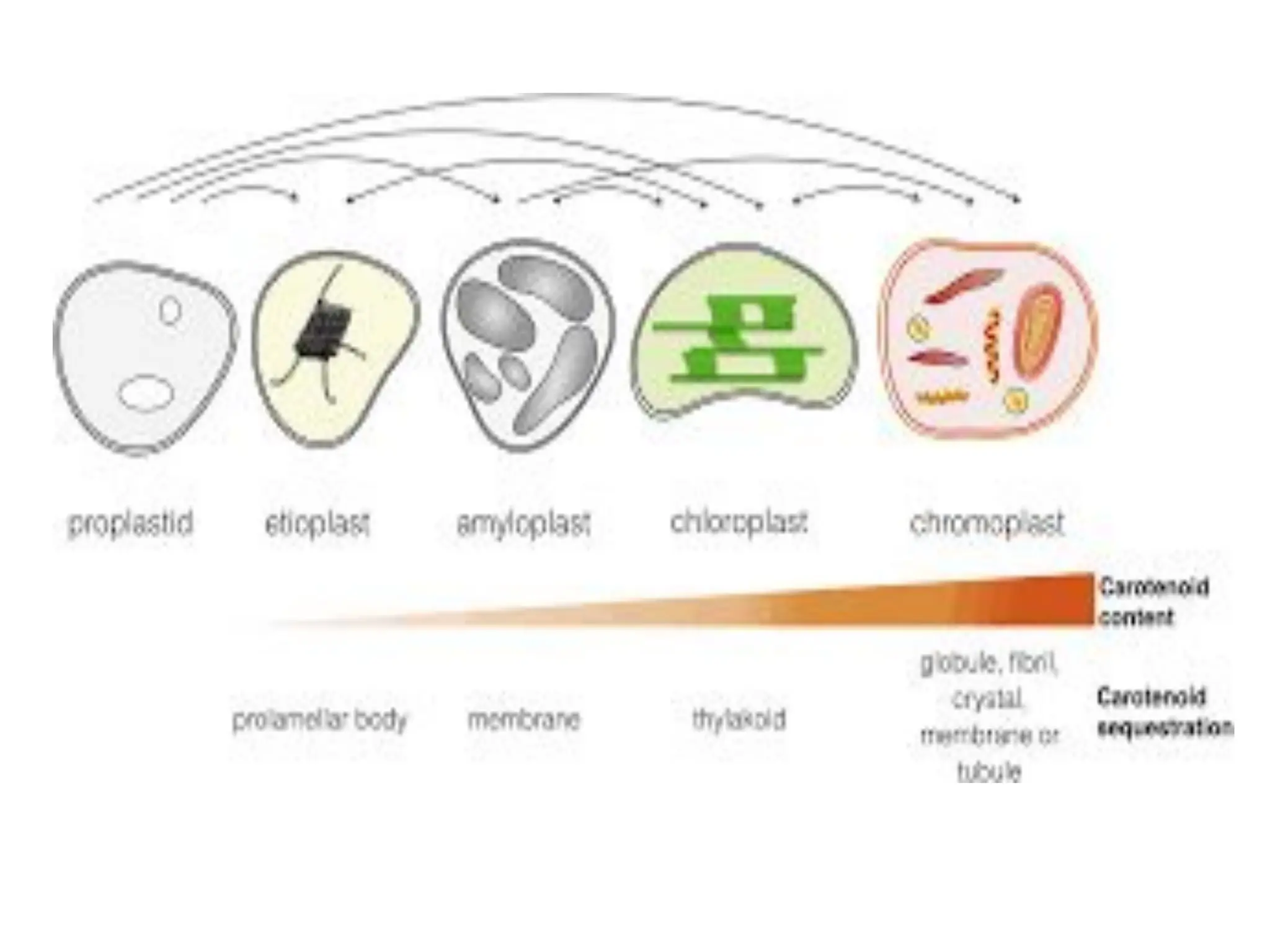 CHLOROPLAST CELL ORGANELLE PLASTID.pdf