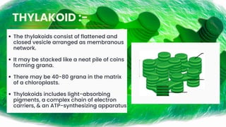 Chloroplast and it's structure presentation.pdf