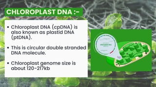 Chloroplast and it's structure presentation.pdf