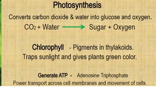 Chloroplast and it's structure presentation.pdf