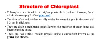 What is Chloroplast, it's function , structure , diagram | PPTX