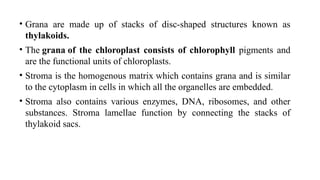 What is Chloroplast, it's function , structure , diagram | PPTX