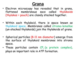 Chloroplast: Structure & Function....... | PPTX