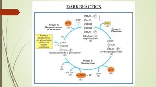 Chloroplast: Structure & functions | PPTX