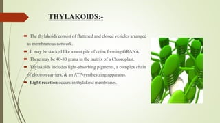 Chloroplast: Structure & functions | PPTX